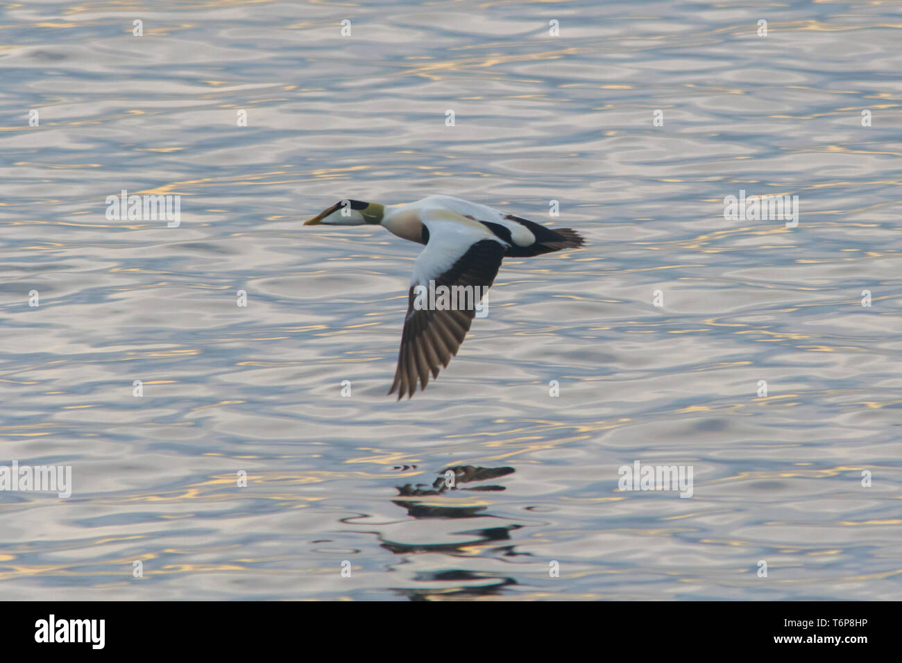 Male Eider duck flying low over the sea at Mousehole Cornwall Stock ...