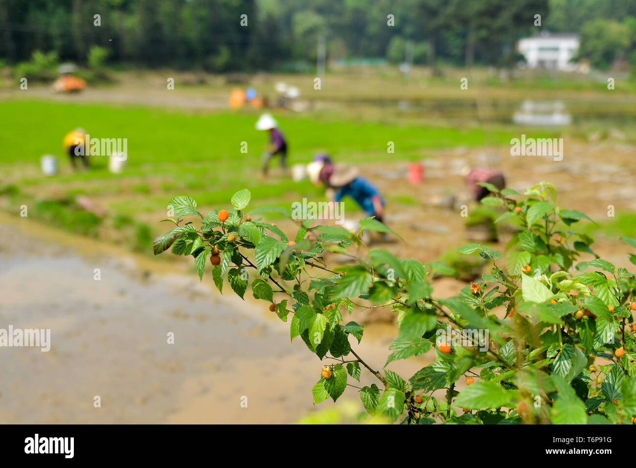 Xintang township hi-res stock photography and images - Alamy