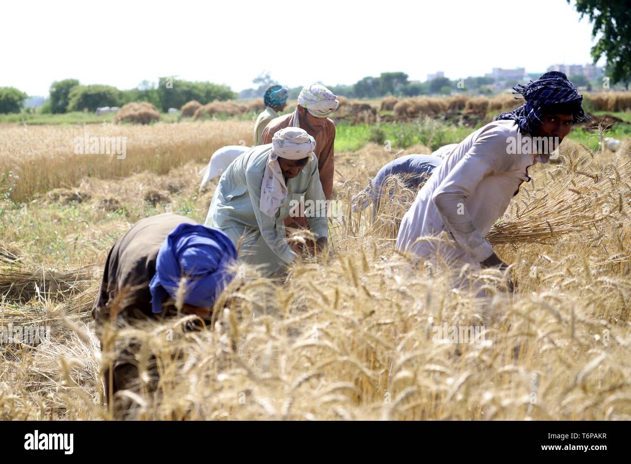 (190502) -- ISLAMABAD, May 2, 2019 (Xinhua) -- Farmers harvest wheat ...