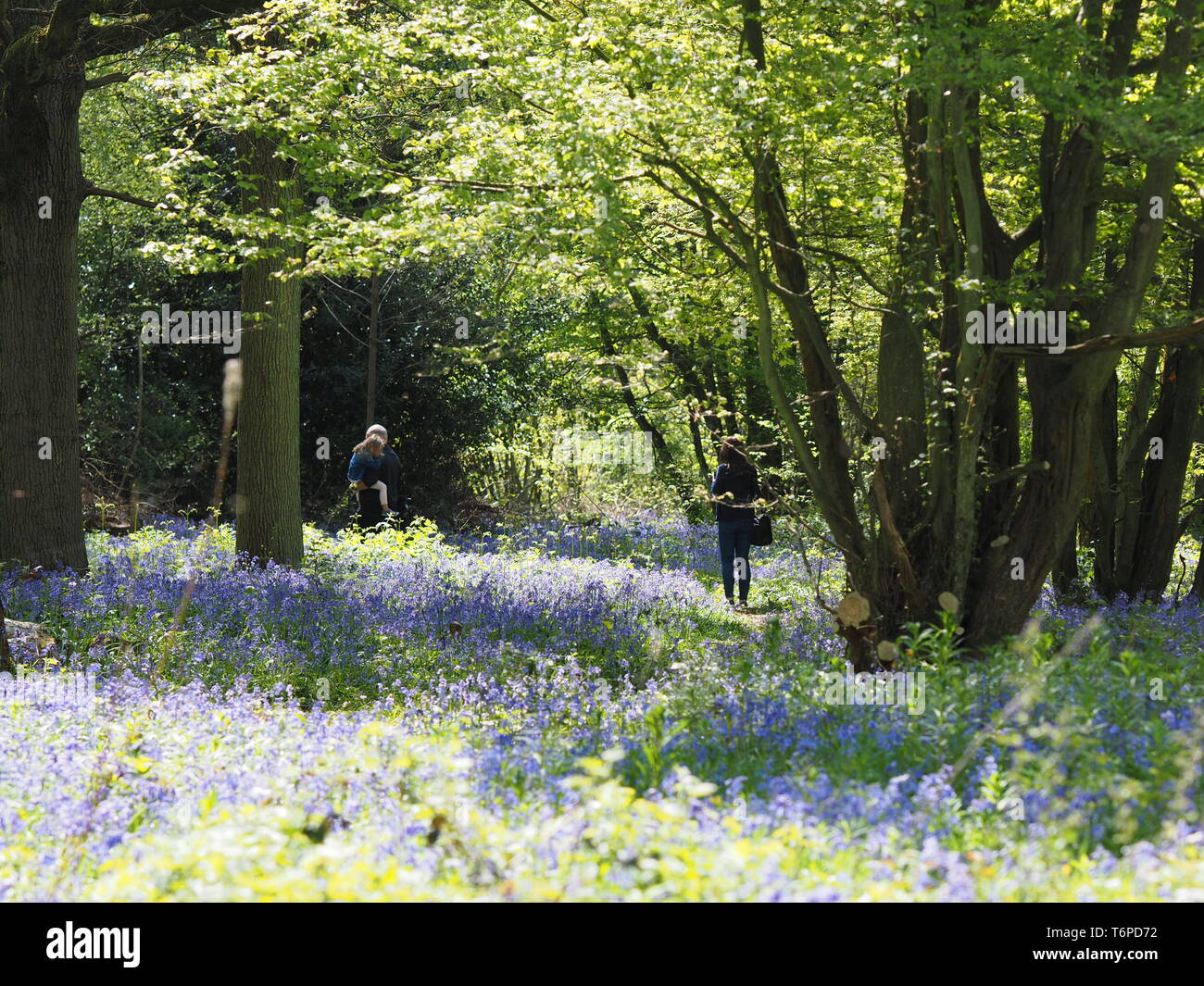 Hucking estate kent hi-res stock photography and images - Alamy