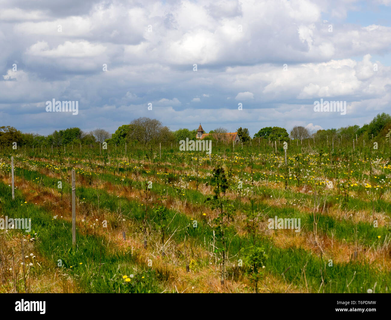 Hucking, Kent, UK. 2nd May, 2019. UK Weather: bluebells carpet the ...