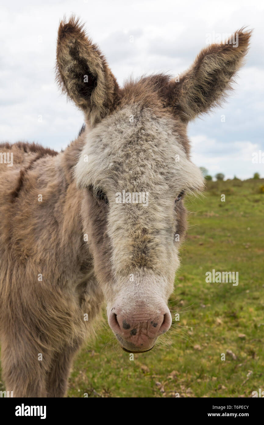 Donkey face close up uk hi-res stock photography and images - Alamy