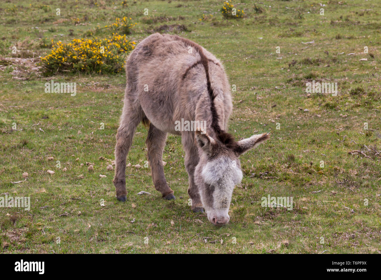 New Forest, Hampshire, UK. 2nd May 2019. UK weather: overcast in the ...