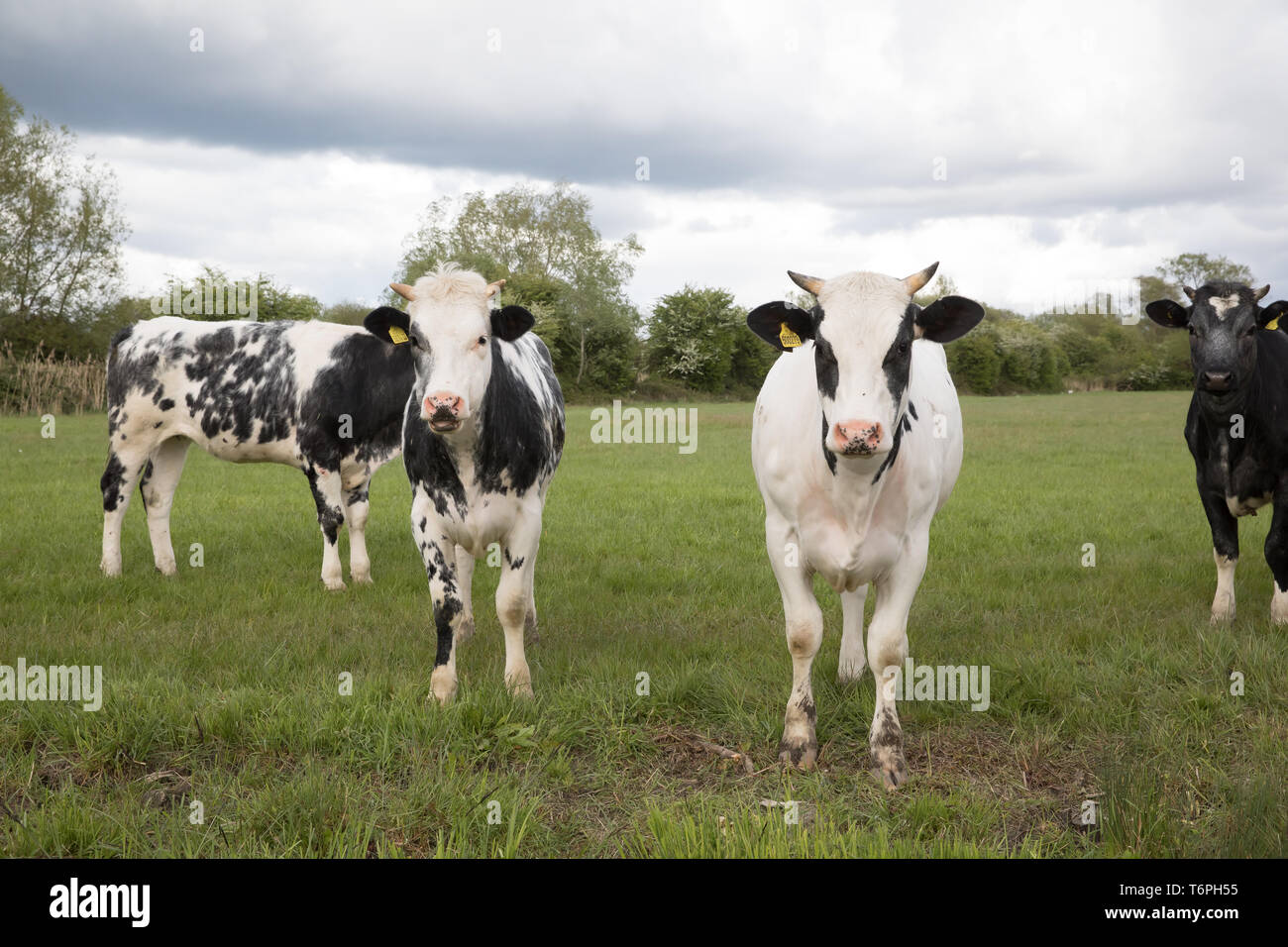 Magor, Wales, UK. 2nd May, 2019. Frisky Friesian cattle having fun in a ...