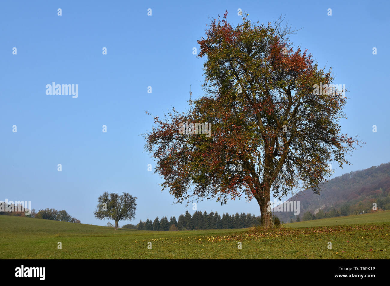 Apple tree autumn hi-res stock photography and images - Alamy