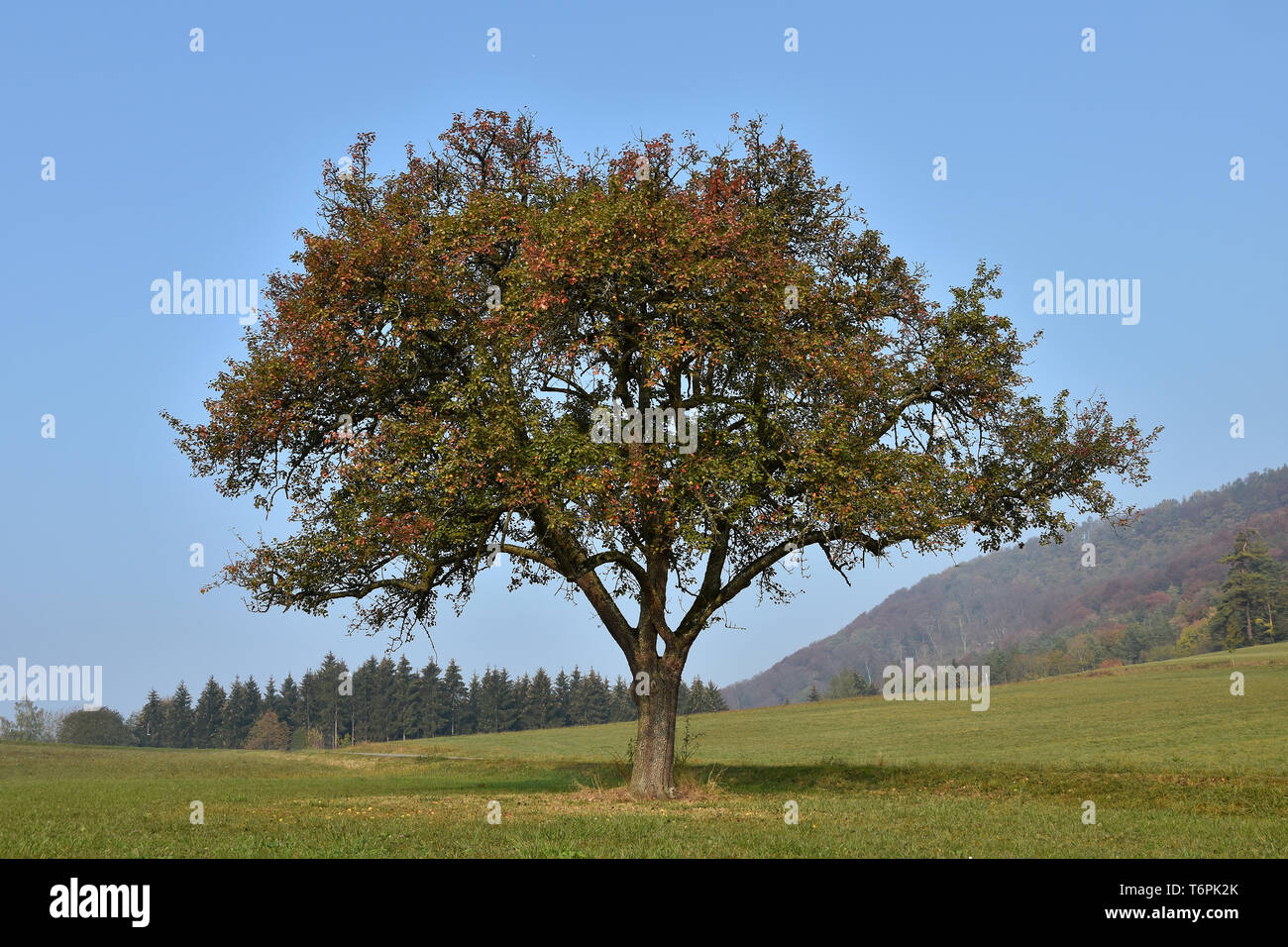 Apple trees in autumn hi-res stock photography and images - Alamy