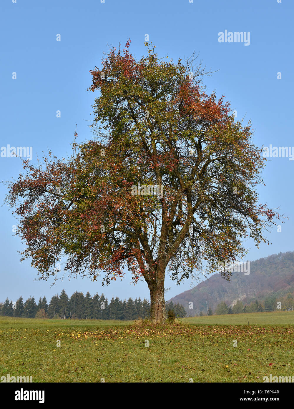 Apple trees in autumn hi-res stock photography and images - Alamy