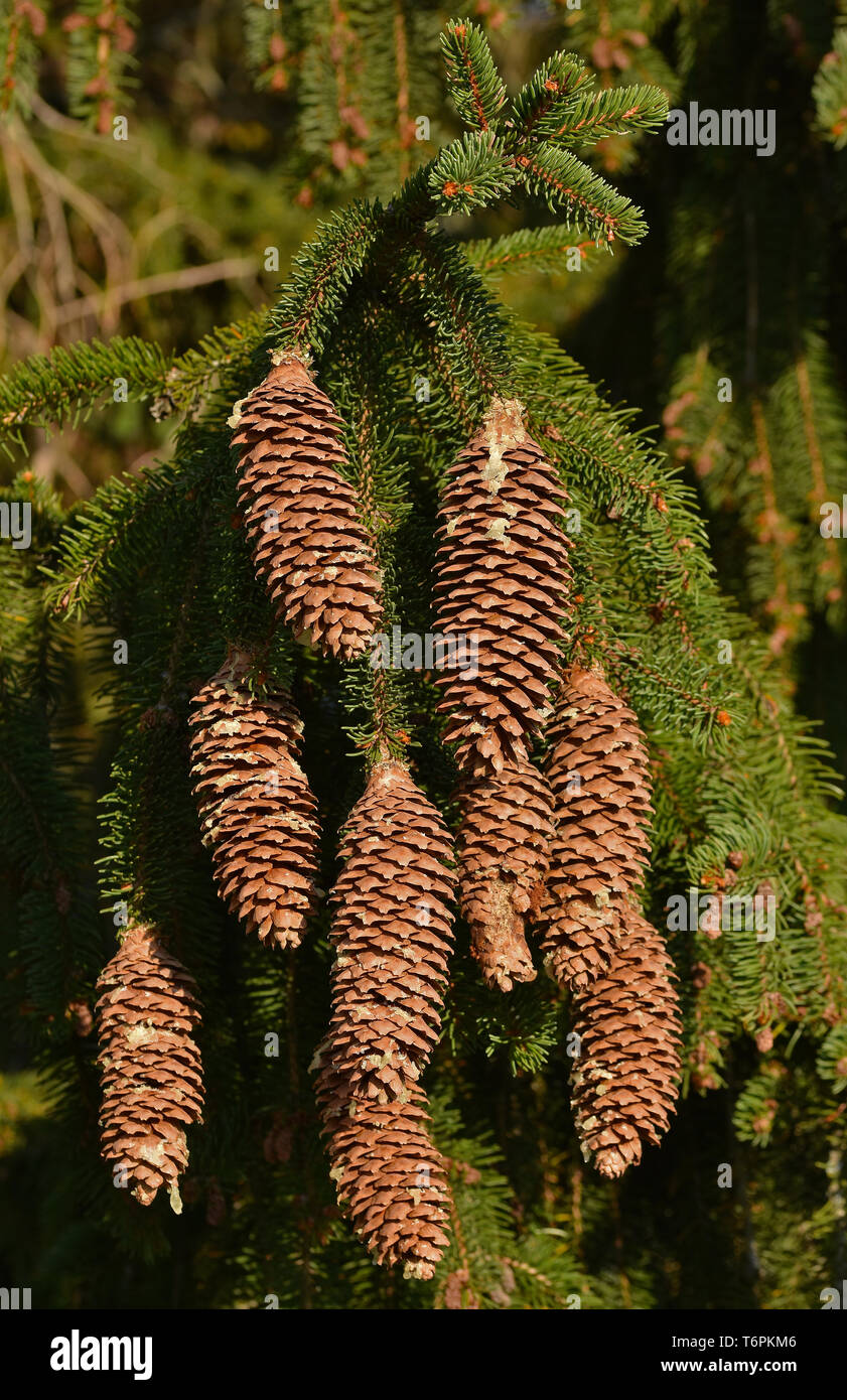 Spruce cone hi-res stock photography and images - Alamy