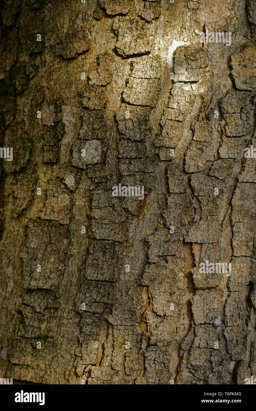 Sycamore bark detail hi-res stock photography and images - Alamy