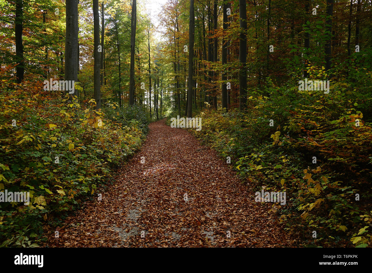 forest path, path through the woods in autumn Stock Photo - Alamy
