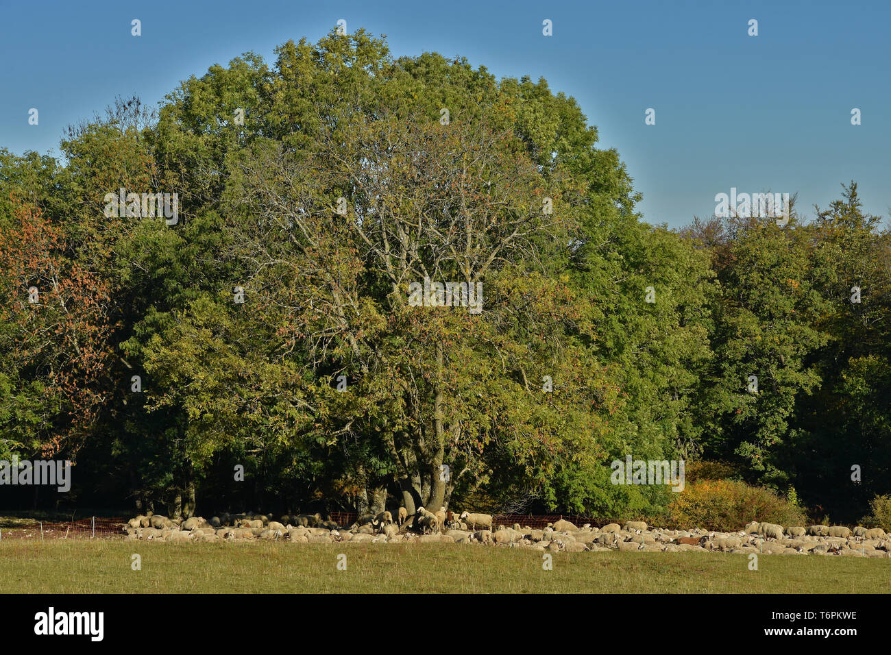 herd of scheep under autumn-trees Stock Photo - Alamy