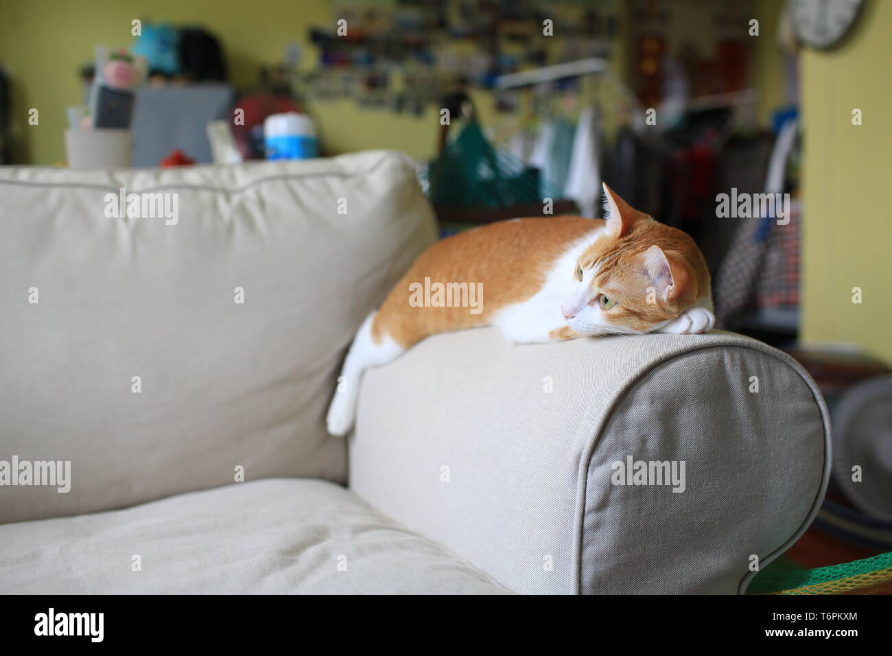 Domestic cat on sofa asleep hi-res stock photography and images - Alamy