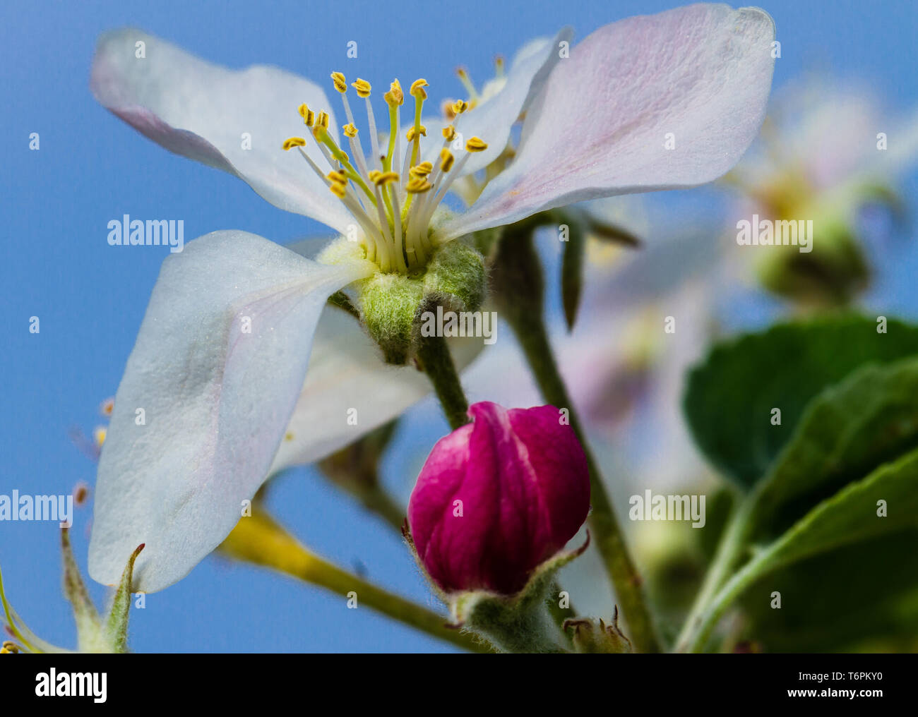 Spring buds trees hi-res stock photography and images - Alamy