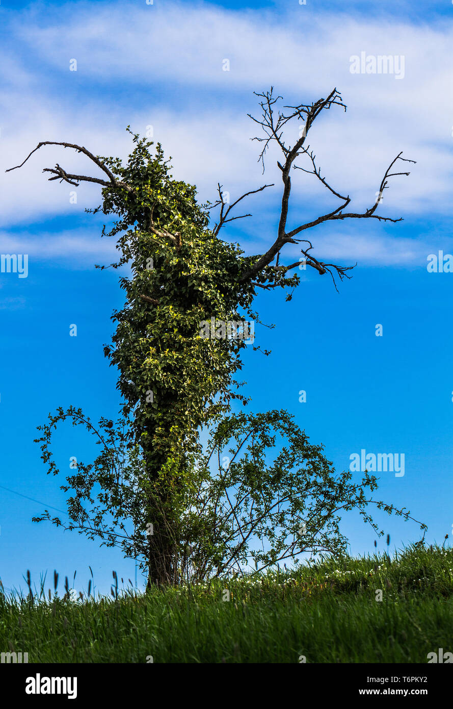 Branches entwined hi-res stock photography and images - Alamy