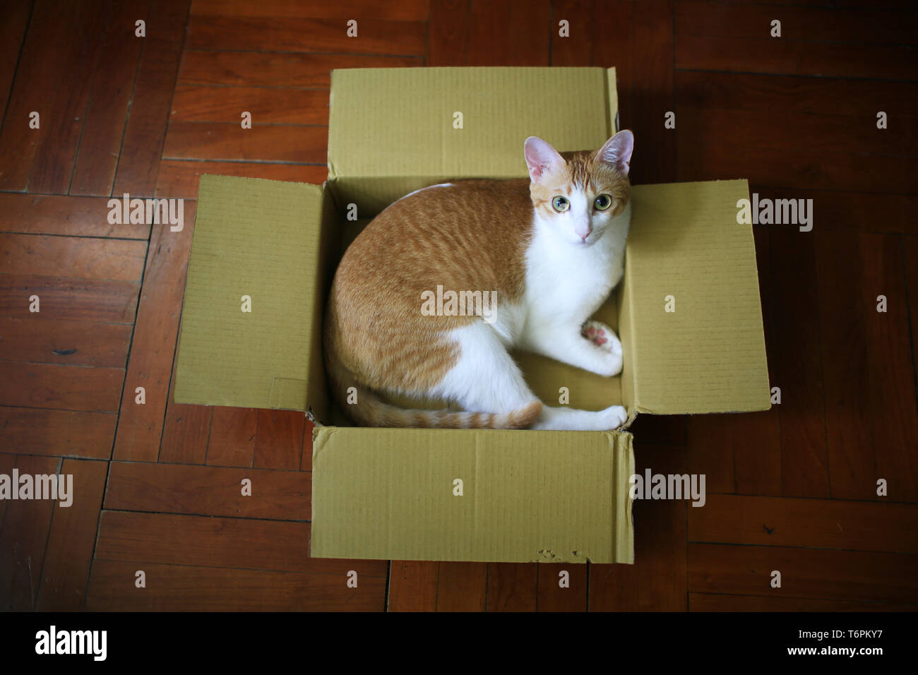 cat in box Stock Photo - Alamy