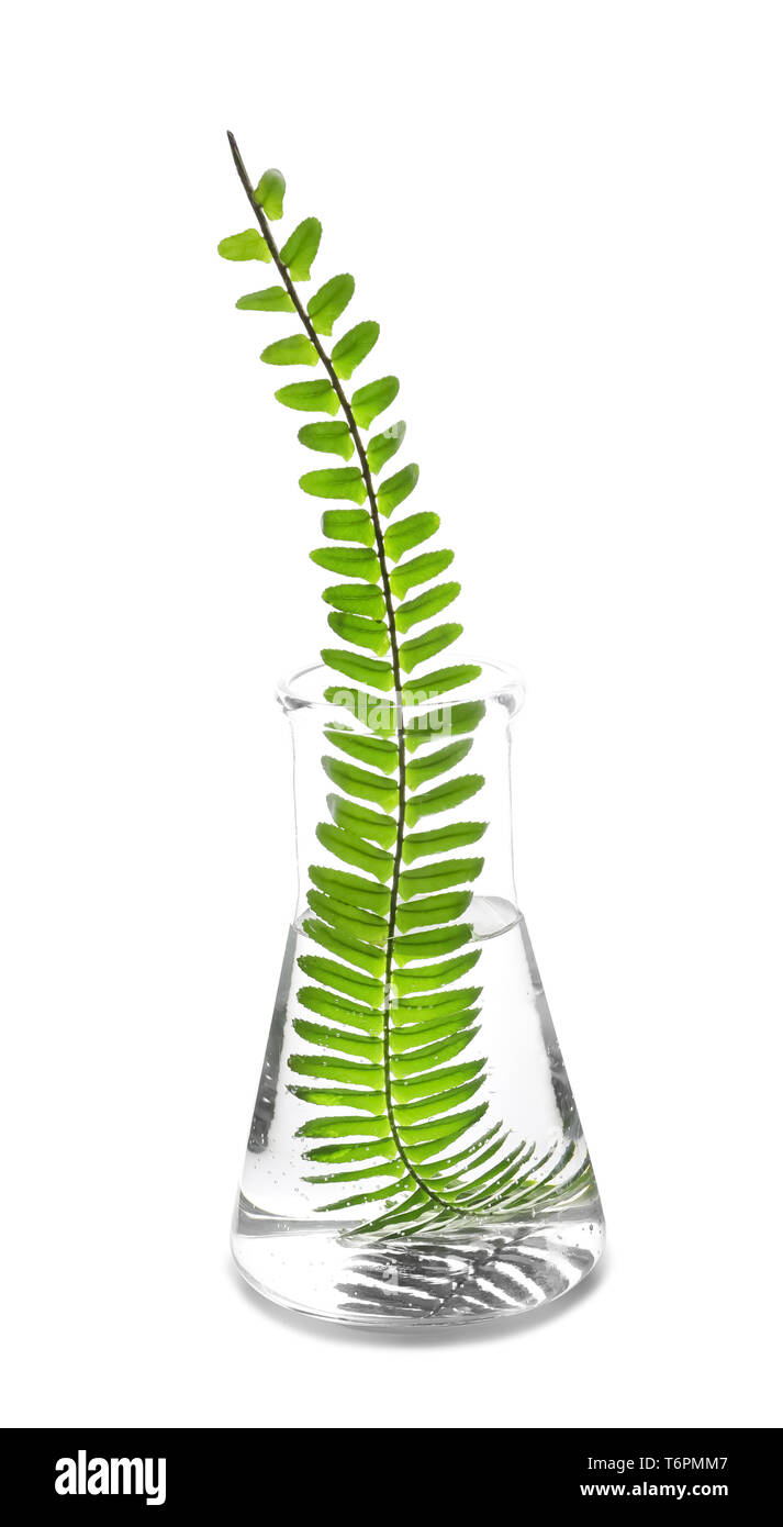 Flask with plant on white background Stock Photo - Alamy