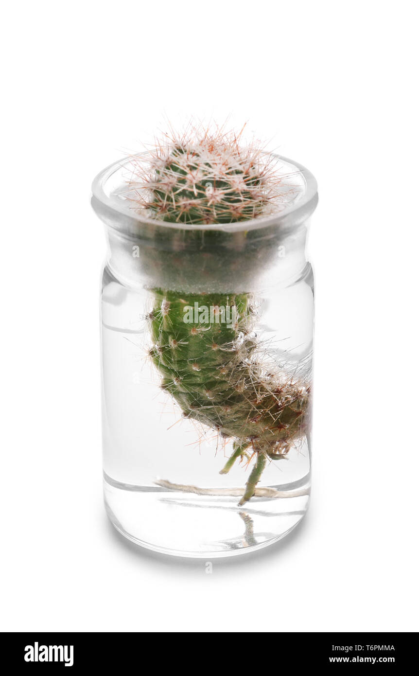 Flask with plant on white background Stock Photo - Alamy