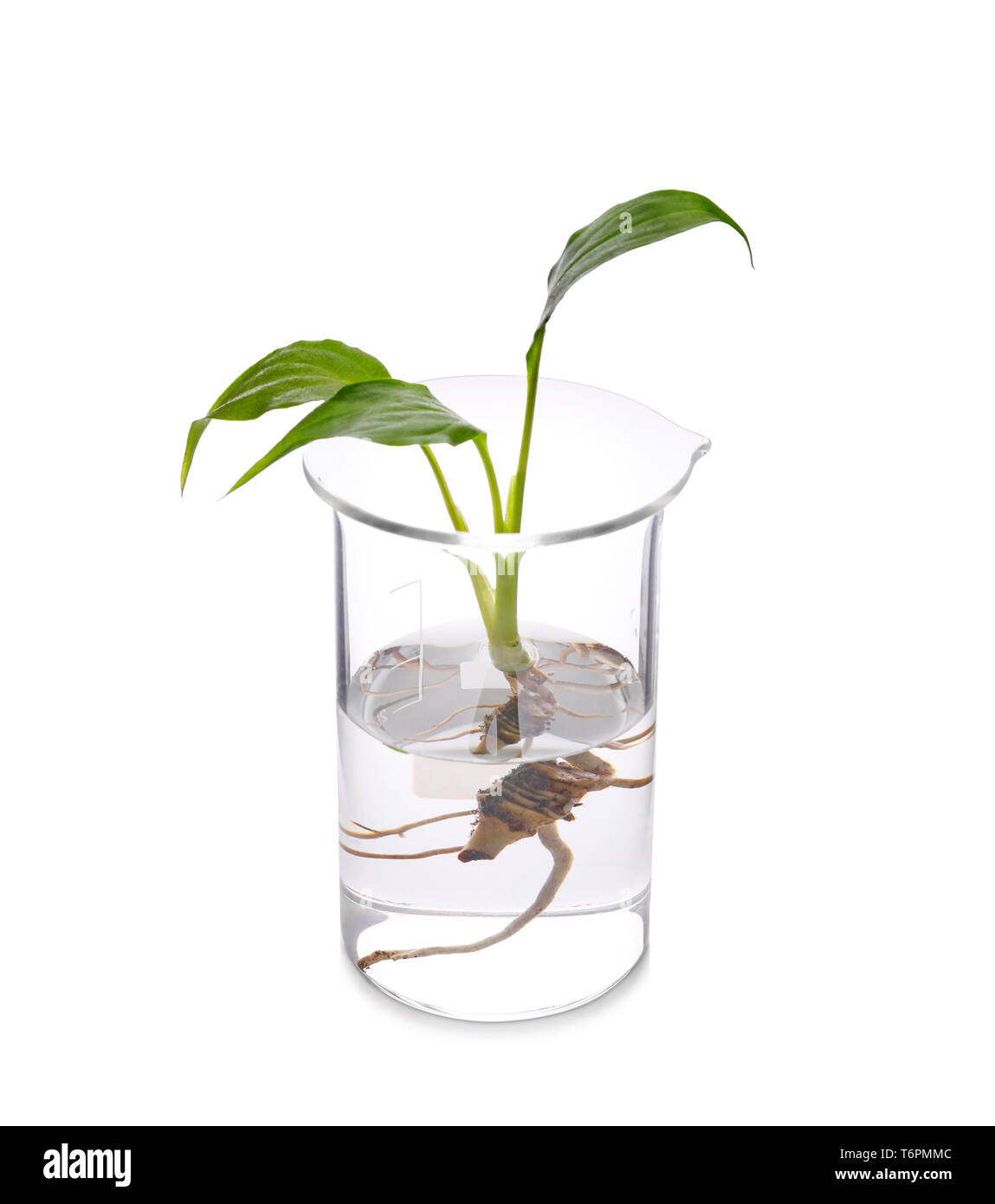 Flask with plant on white background Stock Photo - Alamy