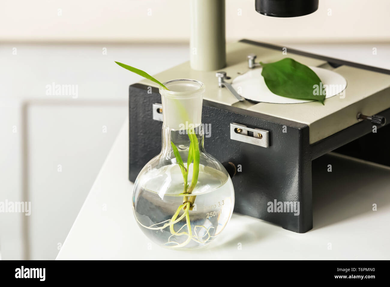 Flask with plant on table in laboratory Stock Photo - Alamy