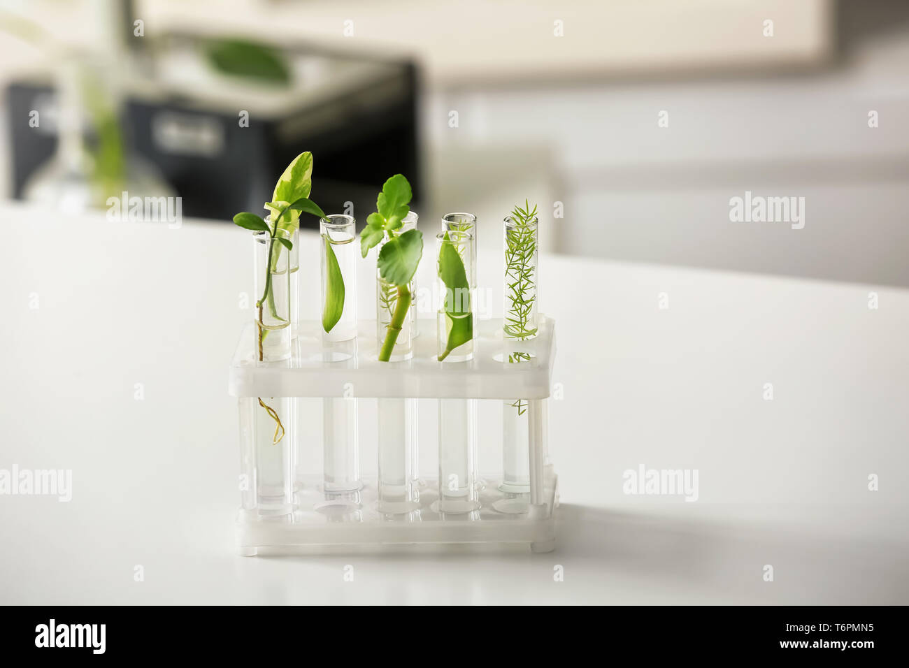 Test tubes with plants on table in laboratory Stock Photo - Alamy
