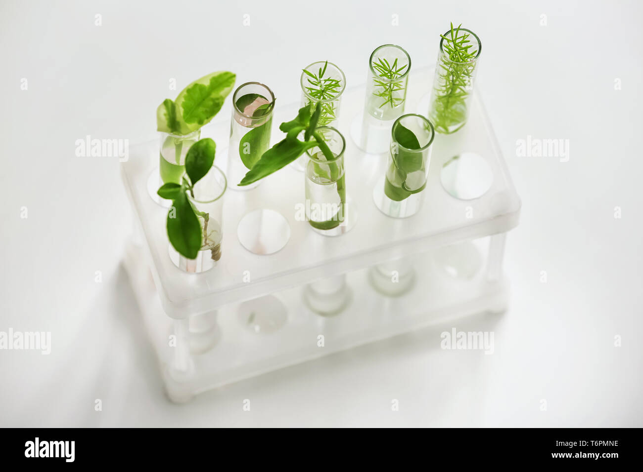 Sample plants in test tubes hi-res stock photography and images - Alamy