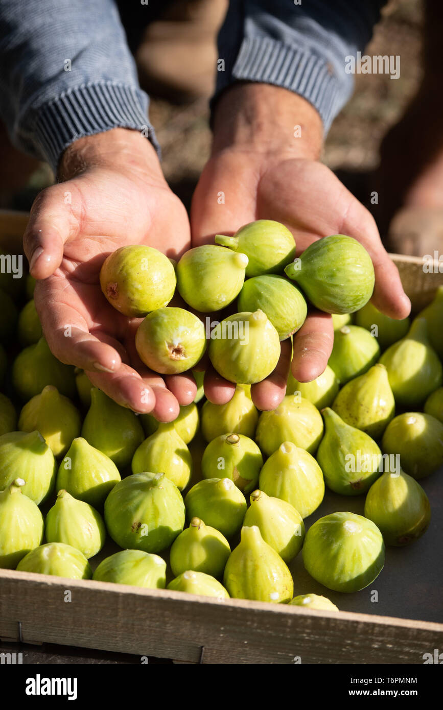 Green fig picking. Man holding figs in his hands *** Local Caption ...