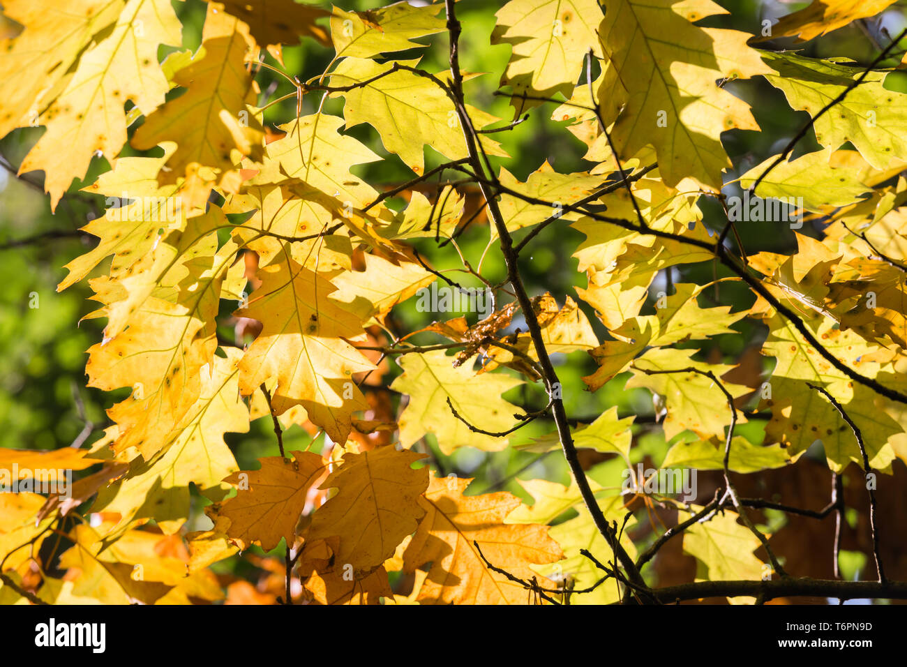 Background of bright sun shining through autumn leaves Stock Photo - Alamy