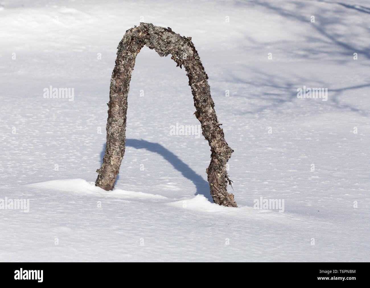 Bent over birch tree hi-res stock photography and images - Alamy