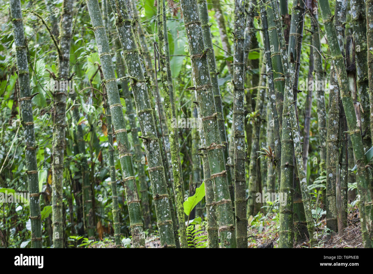 Green bamboo forest in Ecuador, South America Stock Photo - Alamy