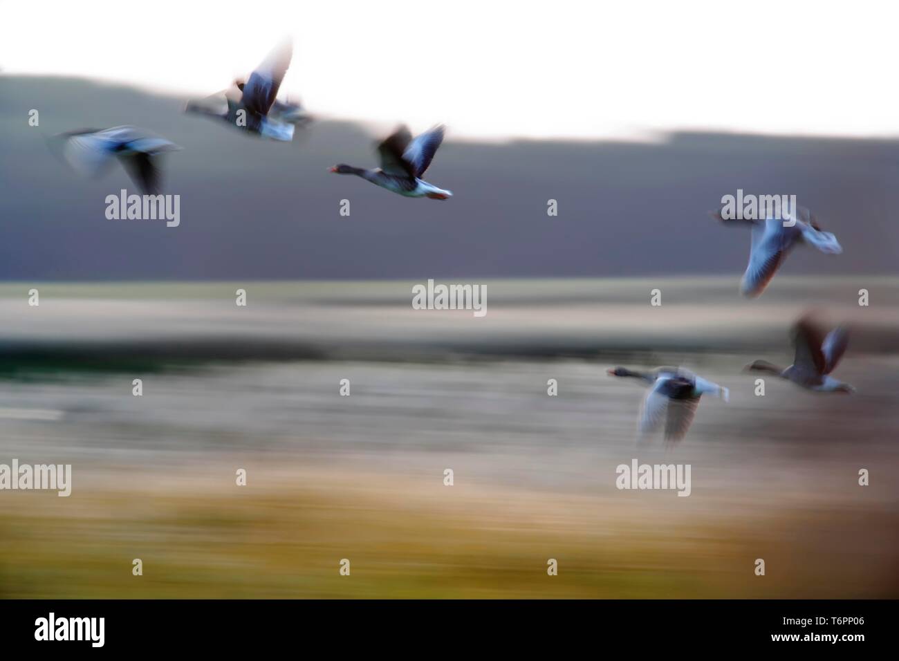 Wild geese in flight Stock Photo - Alamy