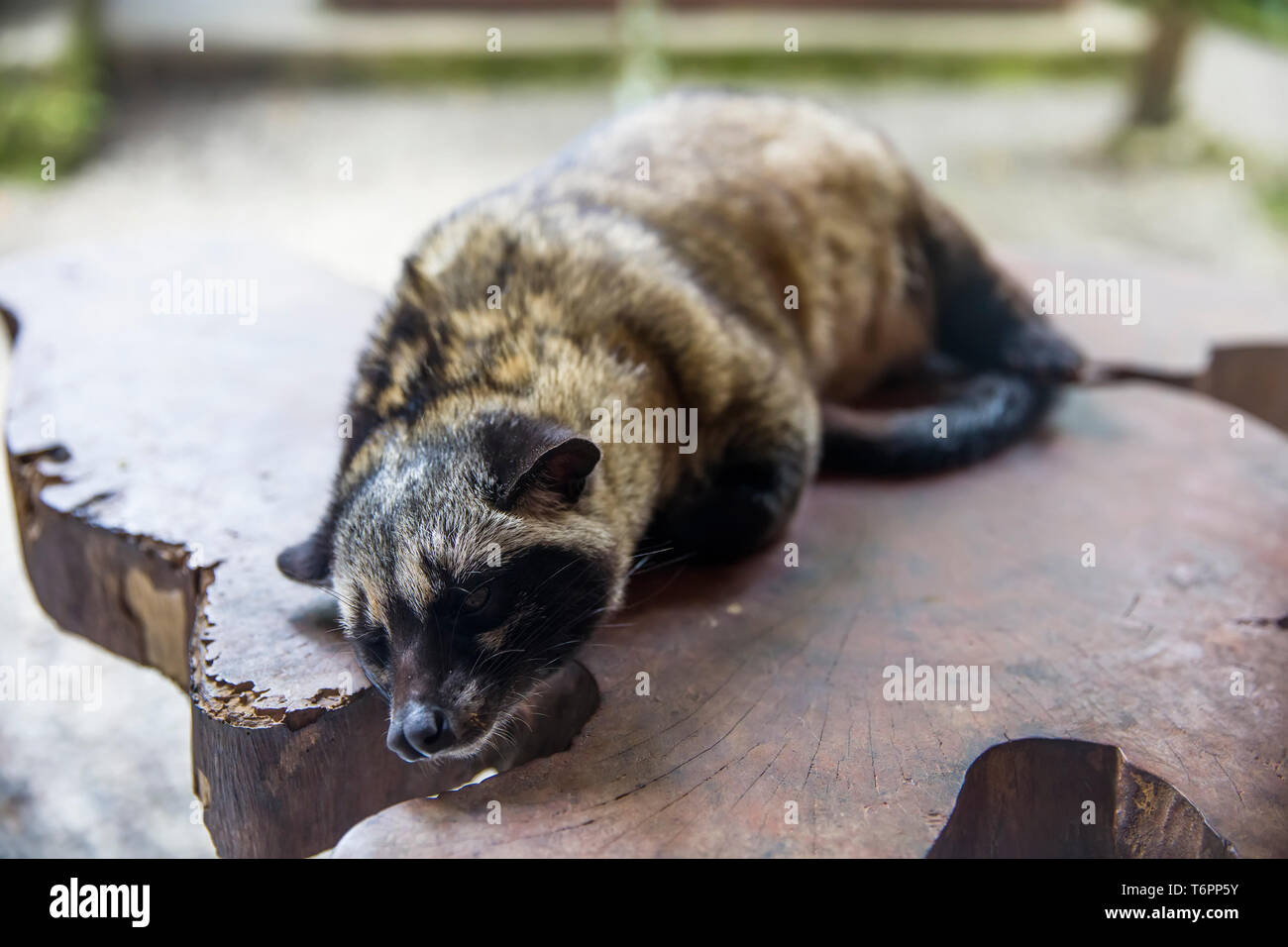 Asian palm civet (Paradoxurus hermaphroditus) on the coffee plantation ...