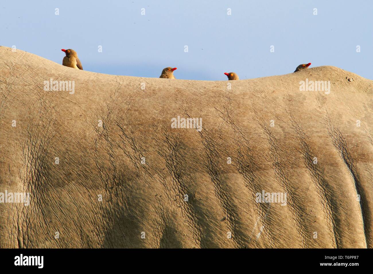 Closeup mammal africa kenya hi-res stock photography and images - Alamy