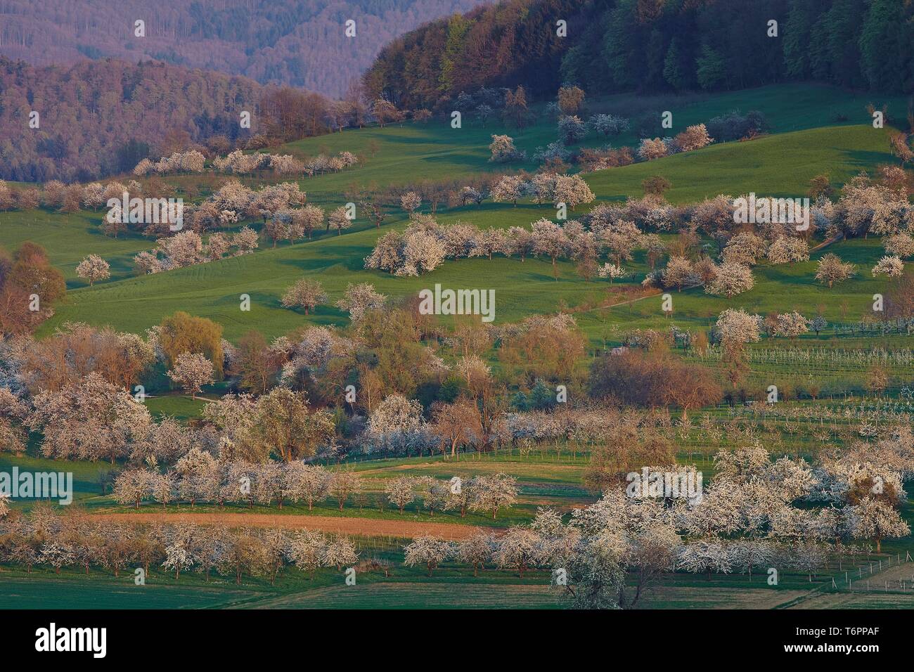 Blooming cherry trees in Eggener Valley, Obereggenen, Schliengen, Baden ...