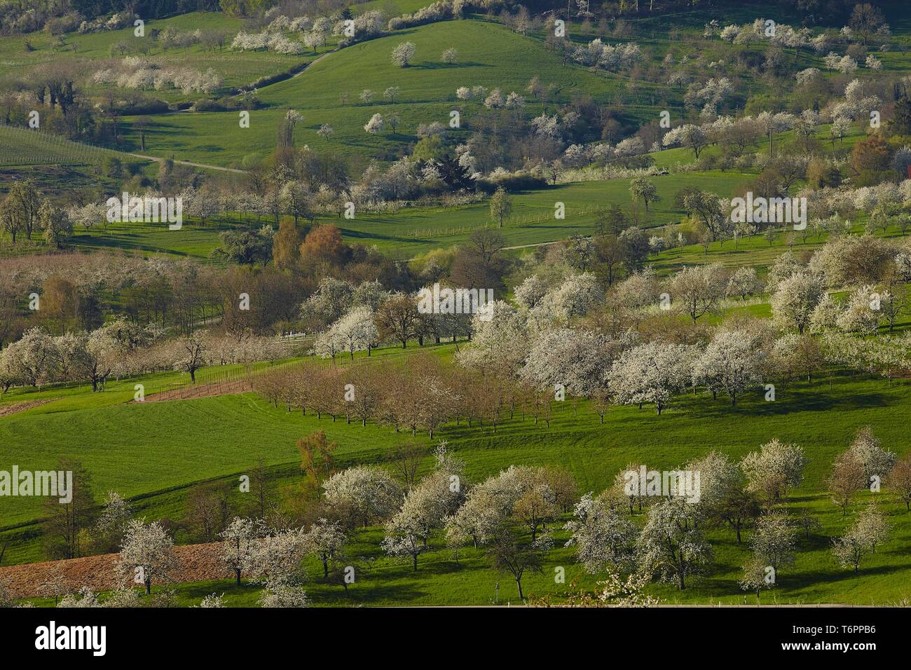Blooming cherry trees in Eggener Valley, Obereggenen, Schliengen, Baden ...