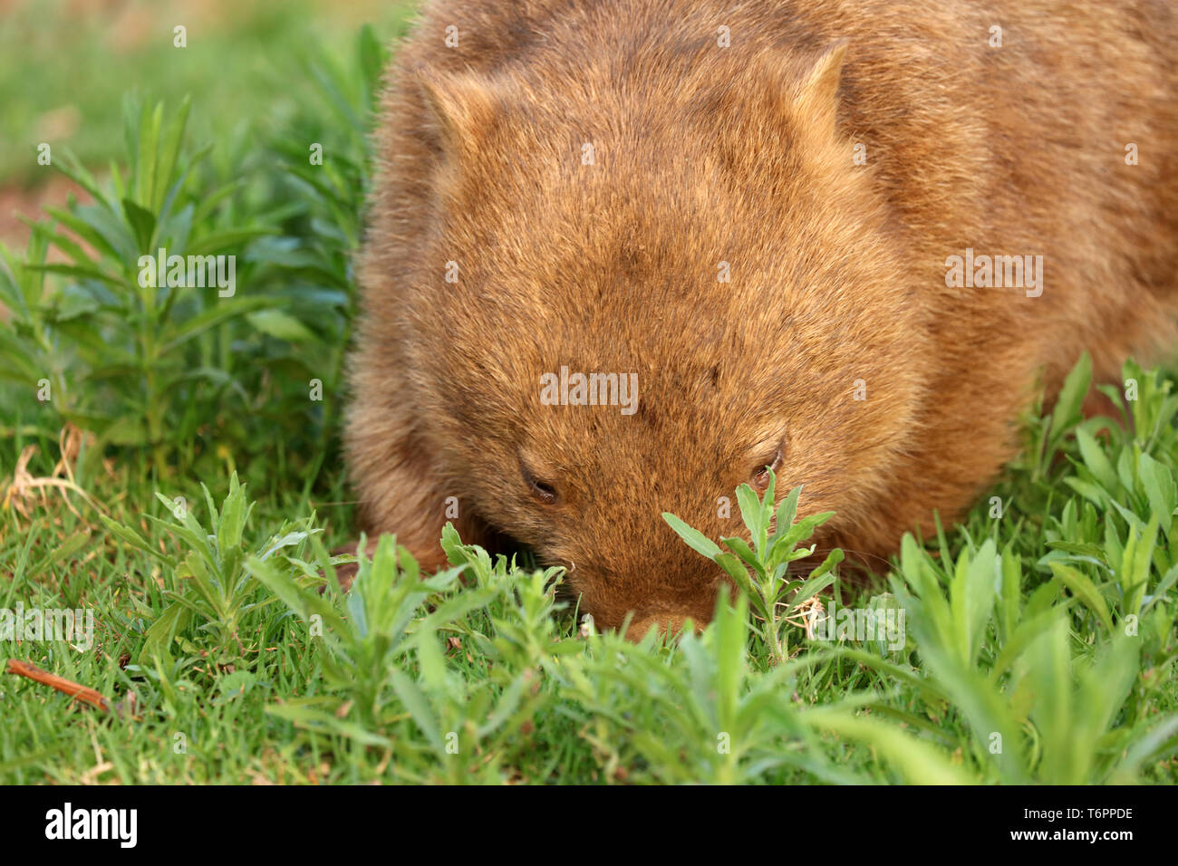 Wombat in Australia Stock Photo - Alamy