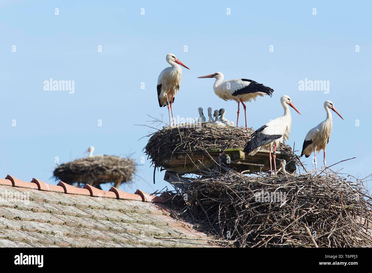 Birds of germany hi-res stock photography and images - Alamy