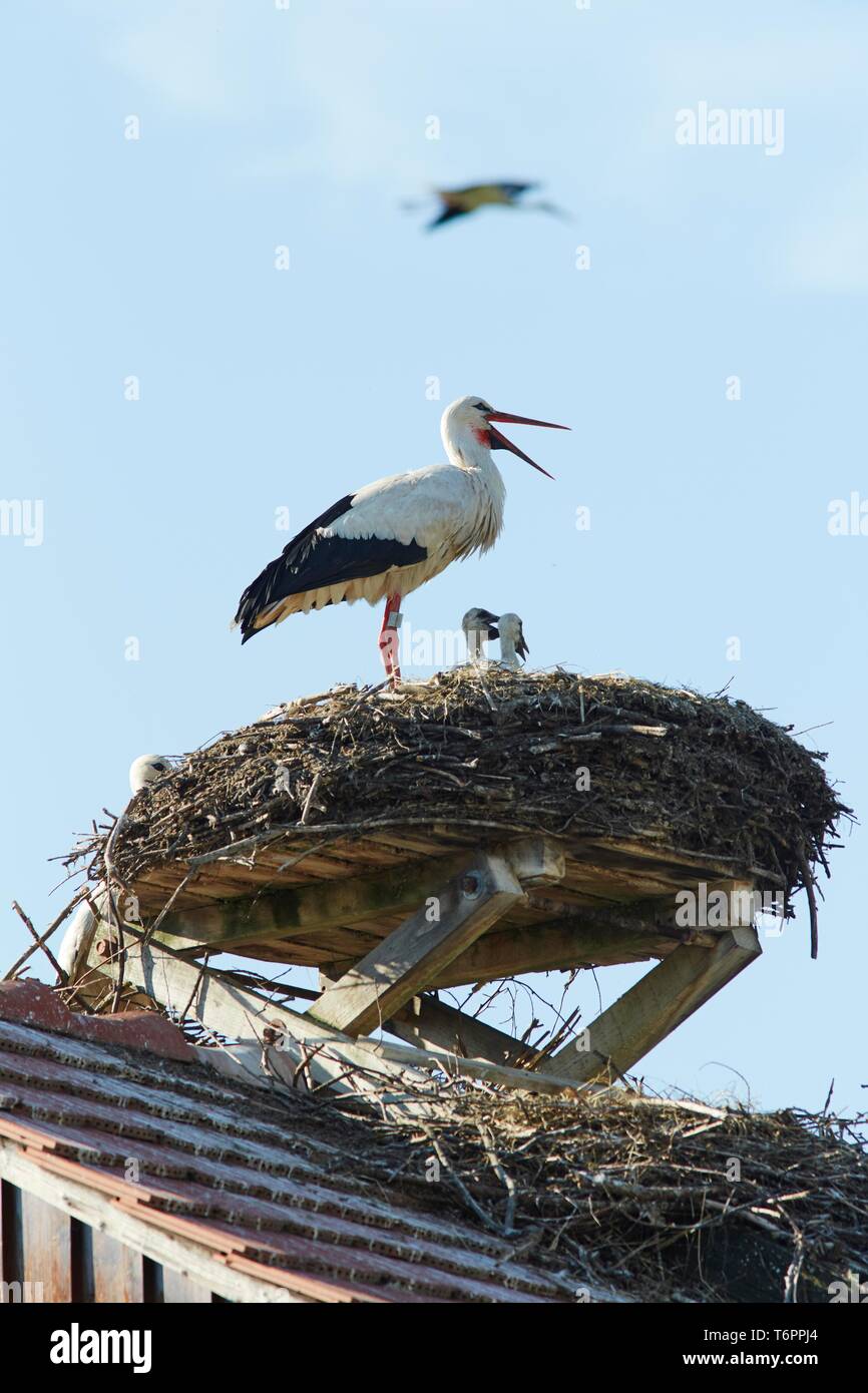 Birds of germany hi-res stock photography and images - Alamy