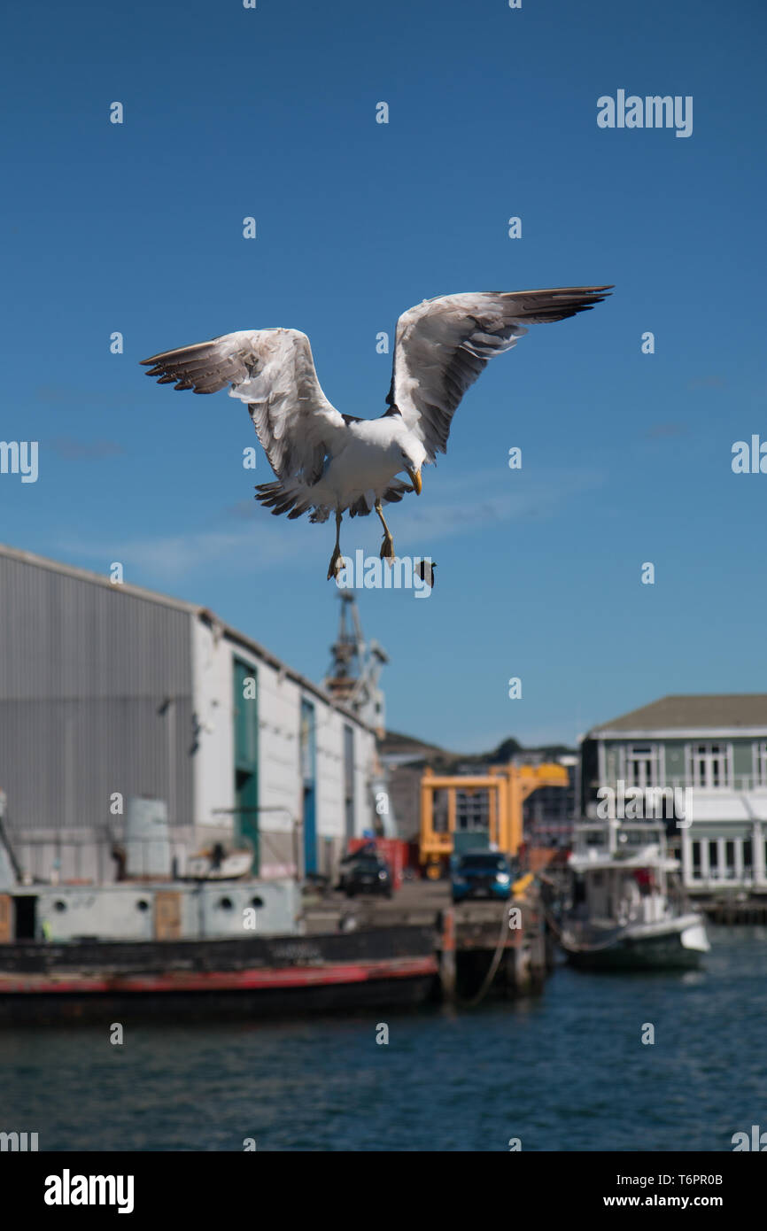 A Seagull Tries to break a mussel by dropping it, Queens Wharf in ...