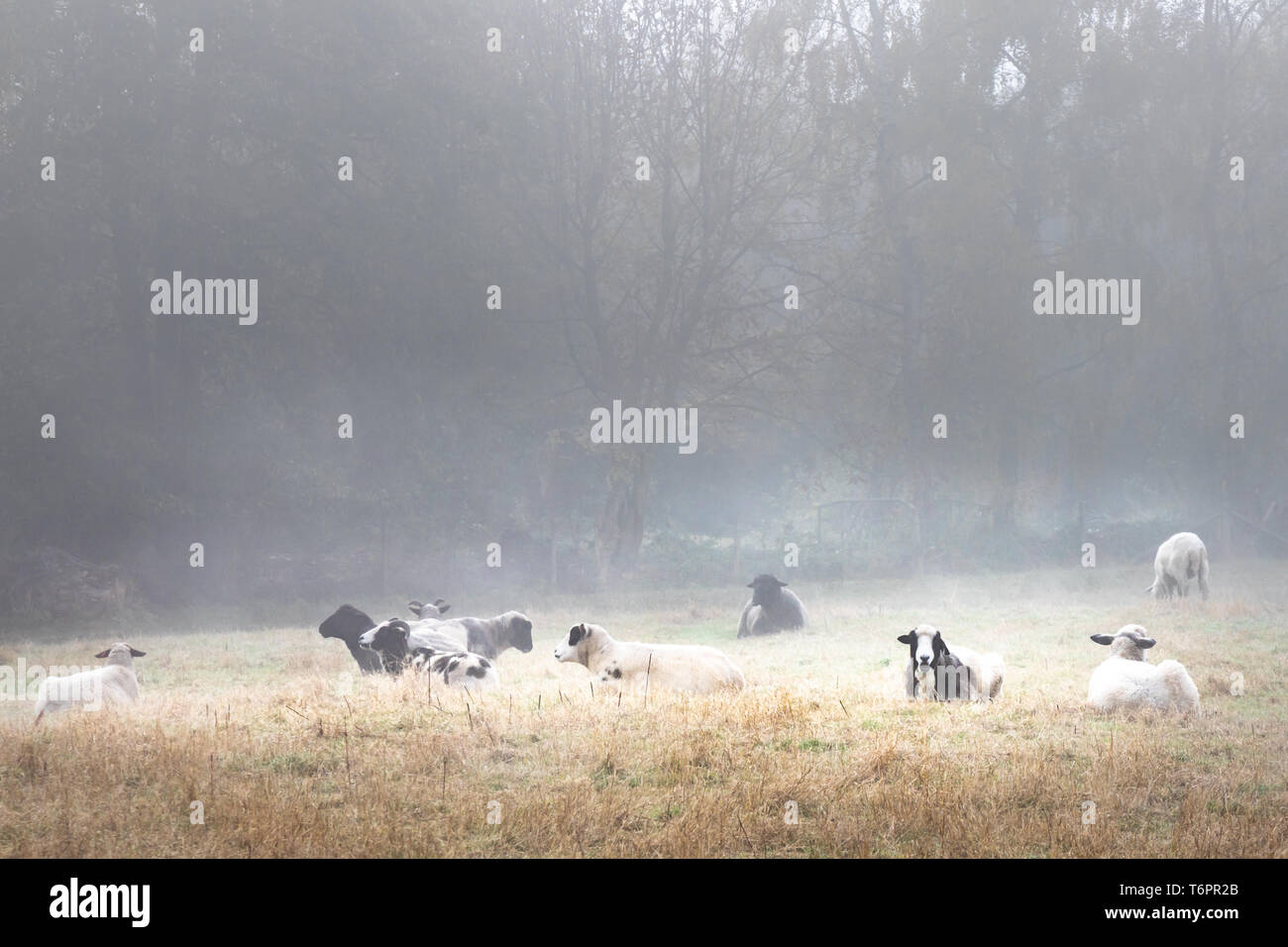 Sheep in a misty field, Cholsey, South Oxfordshire, England, UK Stock ...