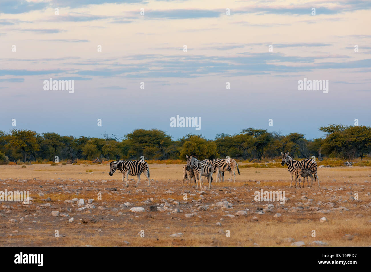 Zebra in bush, Namibia Africa wildlife Stock Photo - Alamy