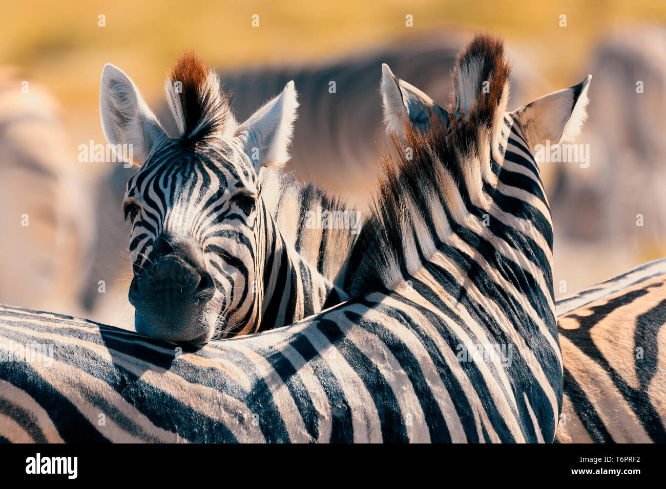 Zebra in bush, Namibia Africa wildlife Stock Photo - Alamy