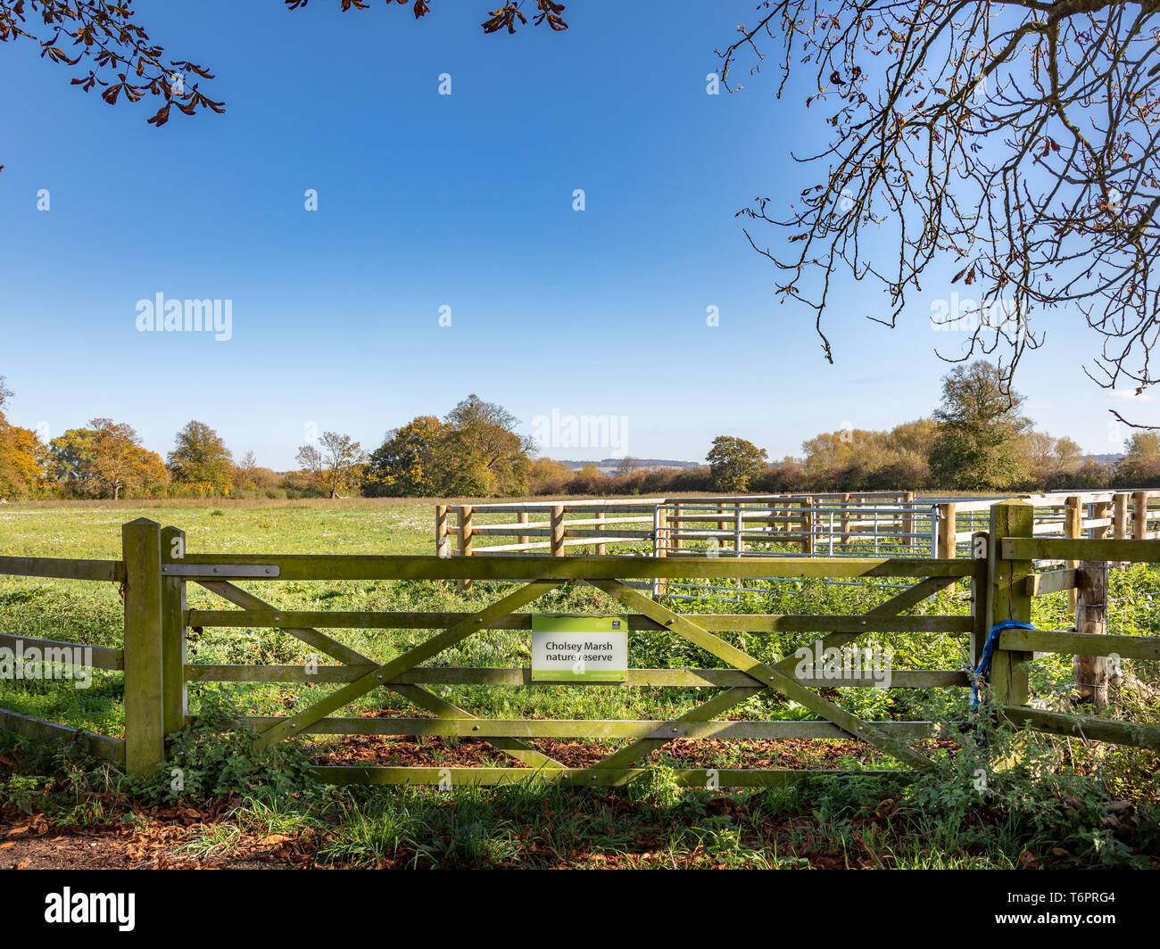 Cholsey Marsh Nature reserve, Cholsey, South Oxfordshire, England, UK ...