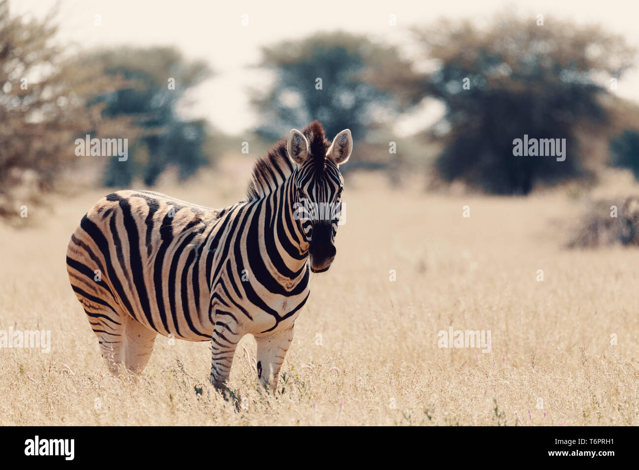 Zebra in bush, Namibia Africa wildlife Stock Photo - Alamy