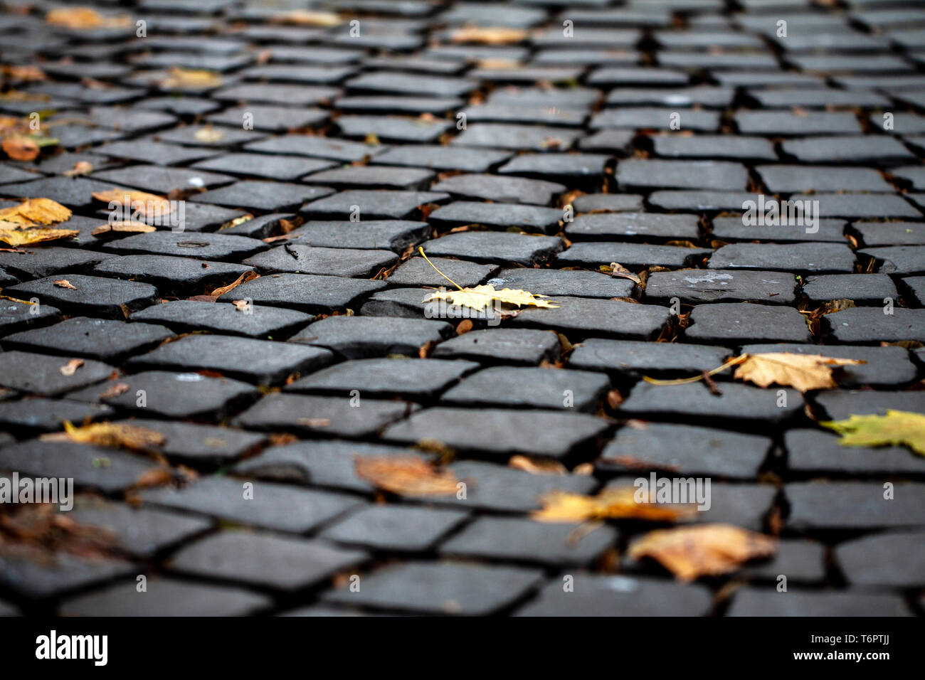 autumn leaves on the pavement Stock Photo - Alamy