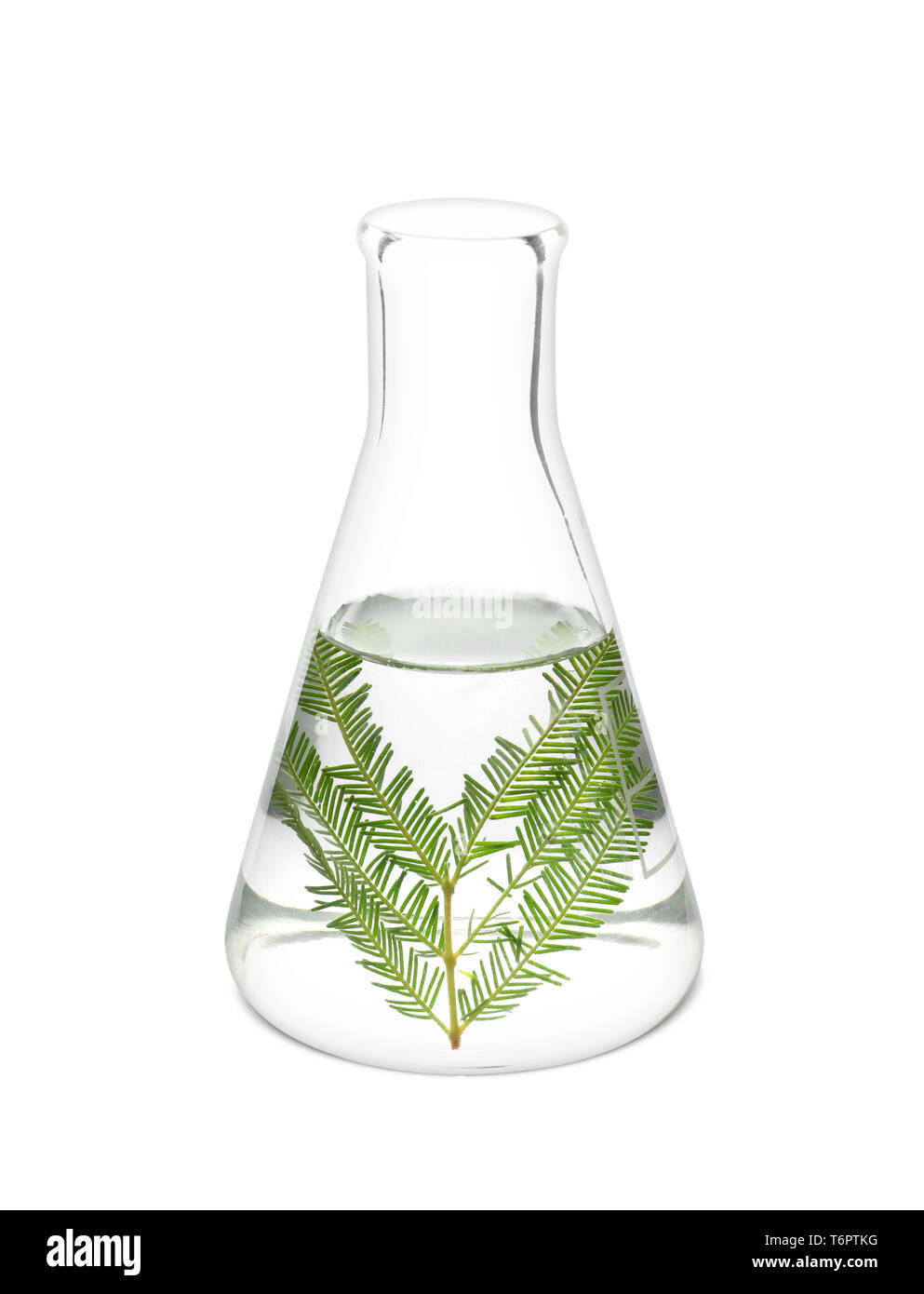 Experiment flask with leaves hi-res stock photography and images - Alamy