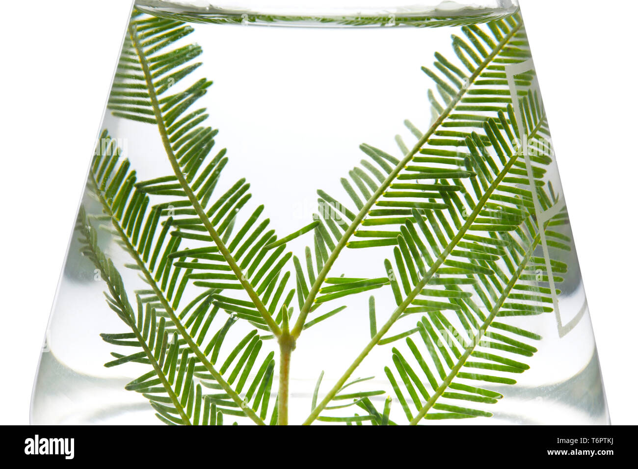 Glass flask with plant on white background, closeup Stock Photo - Alamy