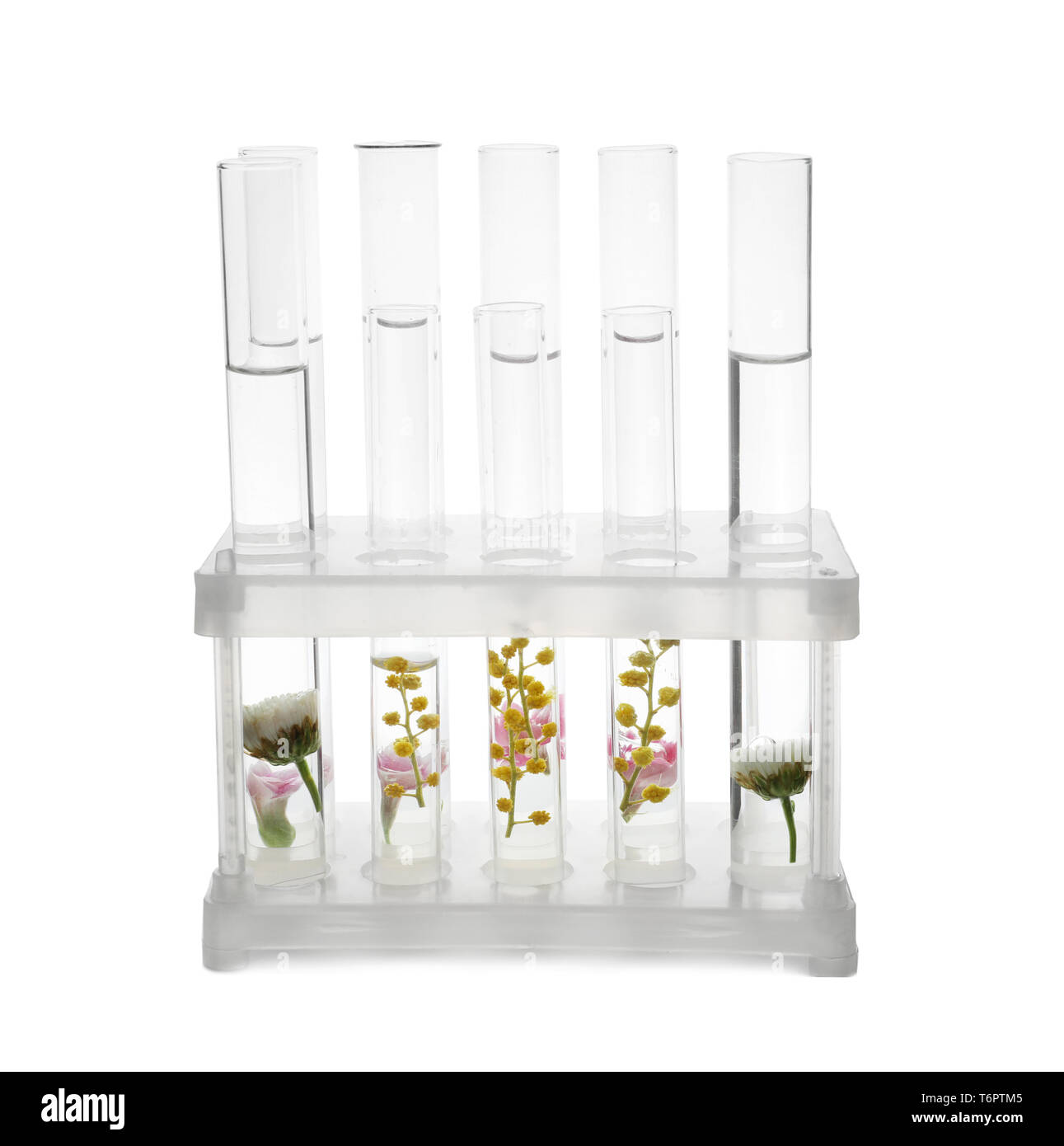 Test tubes with flowers in rack on white background Stock Photo - Alamy