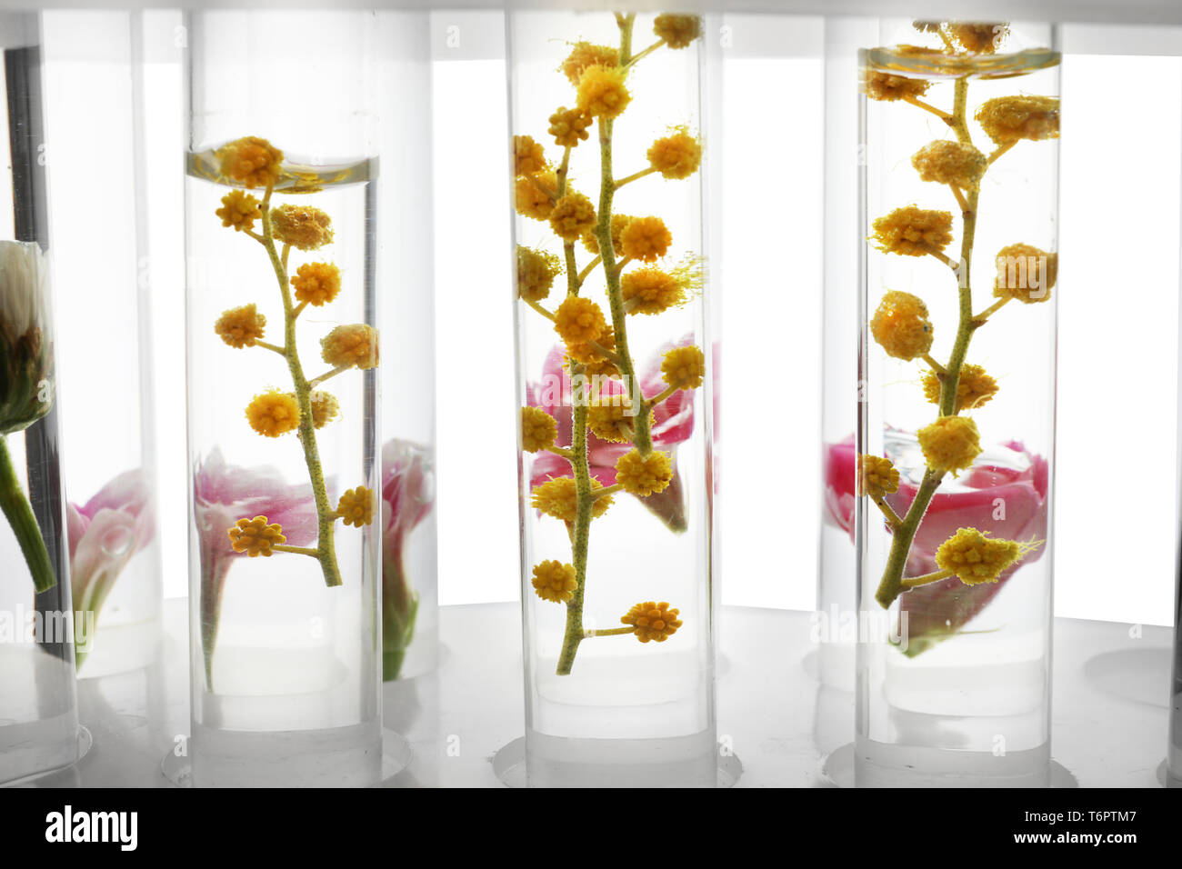 Test tubes with flowers in rack on white background, closeup Stock ...