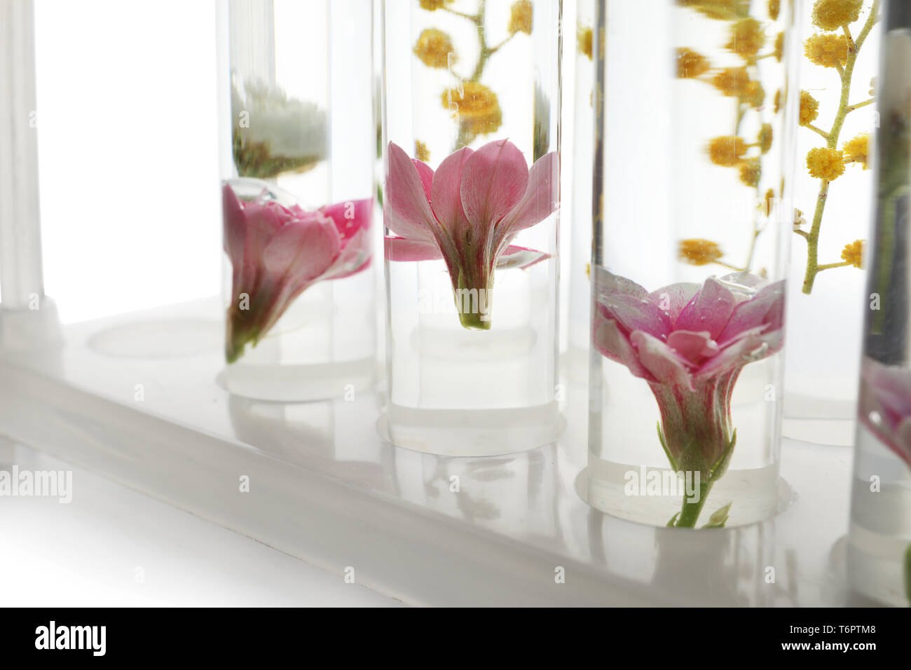 Test tubes with flowers in rack on white background, closeup Stock ...