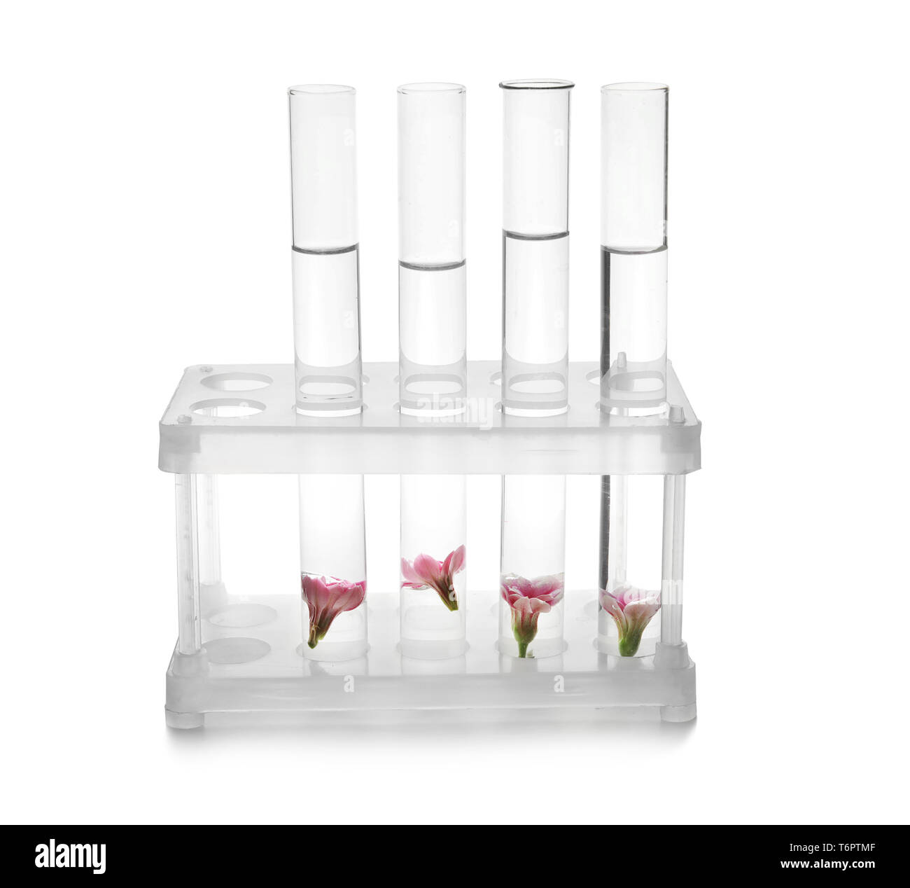 Test tubes with flowers in rack on white background Stock Photo - Alamy